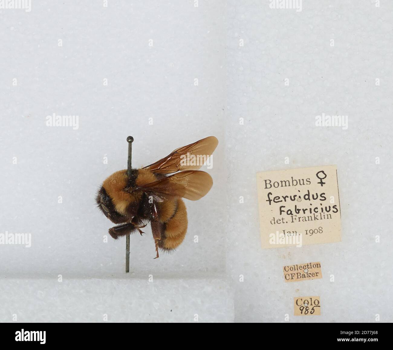 Colorado, United States, Bombus (Fervidobombus) fervidus fervidus ...
