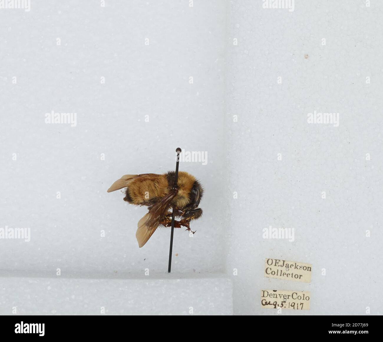Denver, Colorado, United States, Bombus (Fervidobombus) fervidus ...