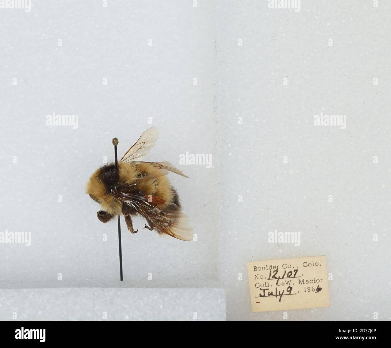 Boulder, Colorado, United States, Bombus (Alpinobombus) balteatus ...