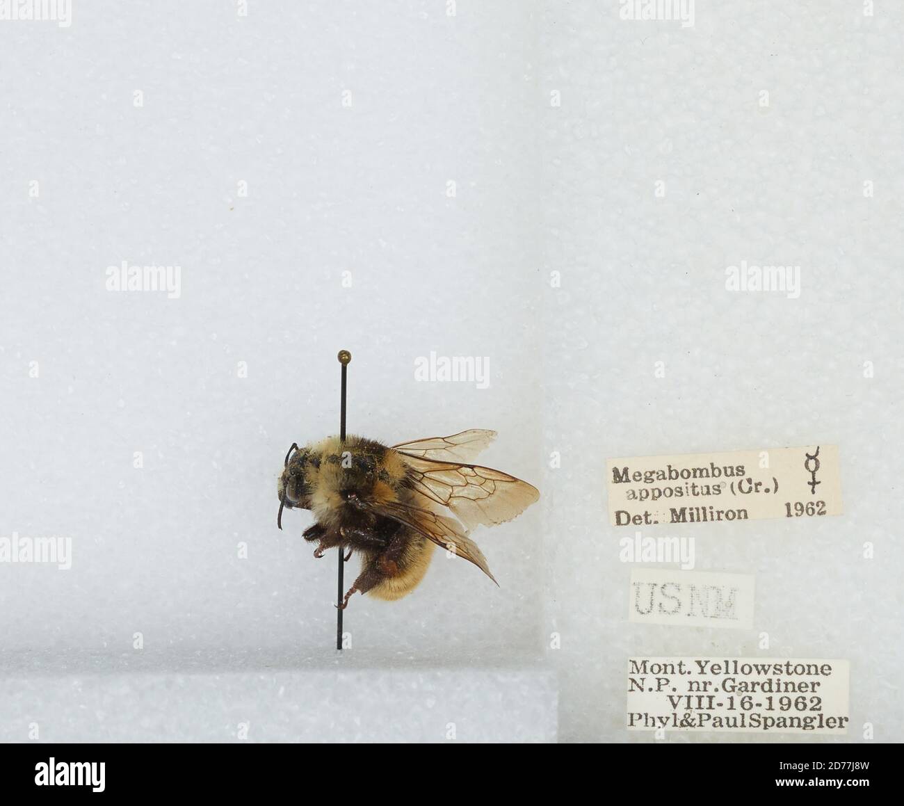 Yellowstone National Park near Gardiner, Park, Montana, United States ...