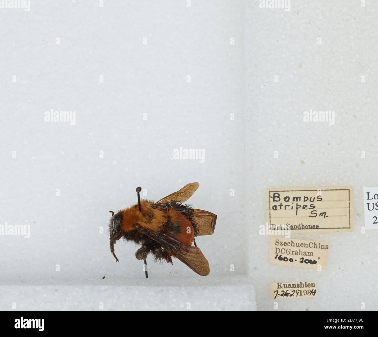 Kuanshien, Sichuan, China, Bombus (Tricornibombus) atripes Smith ...