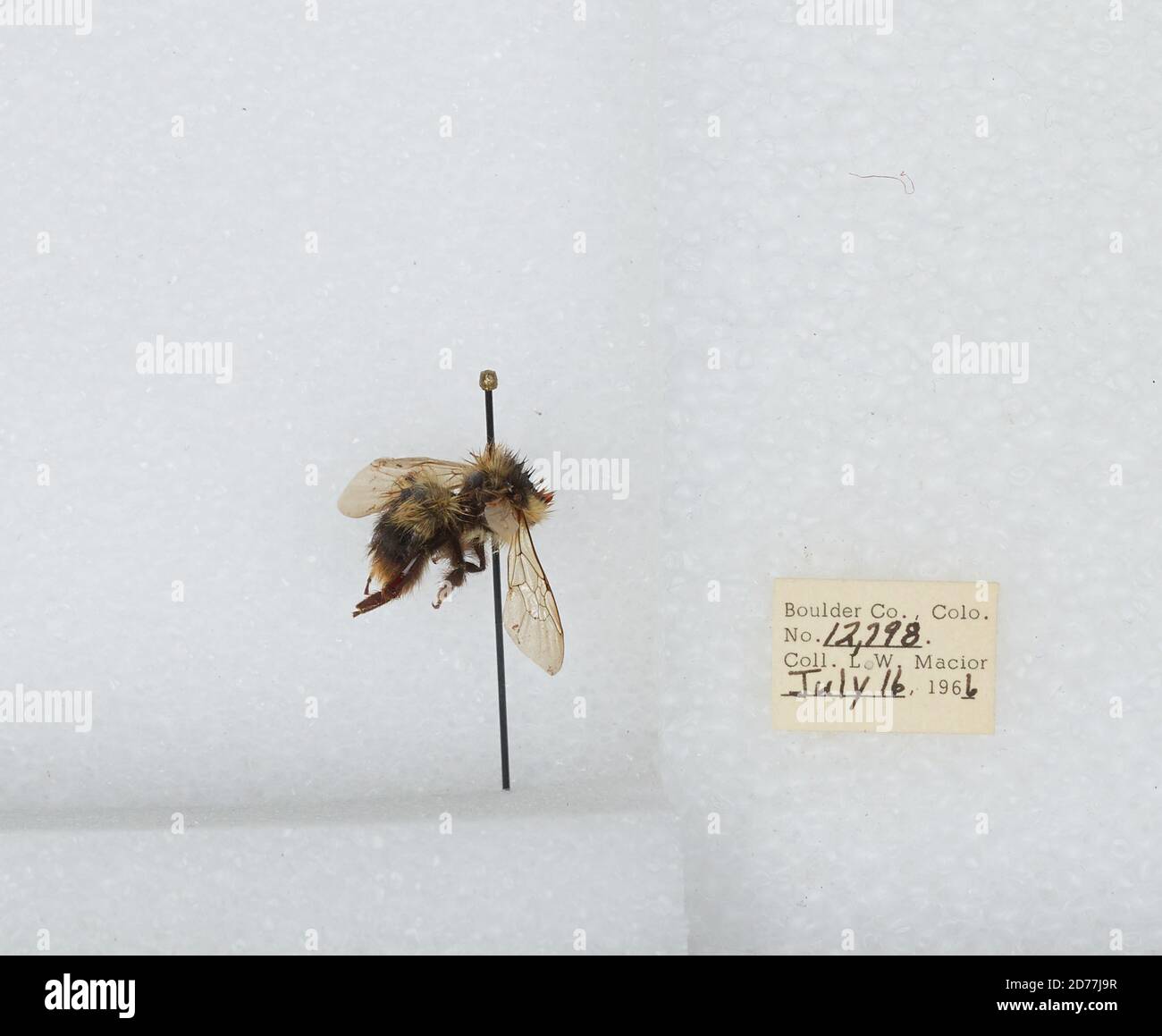 Boulder, Colorado, United States, Bombus (Alpinobombus) balteatus ...