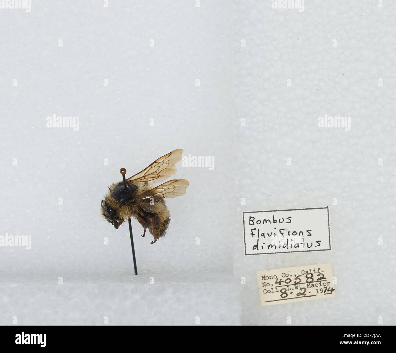 Mono, California, United States, Bombus (Pyrobombus) flavifrons Cresson ...
