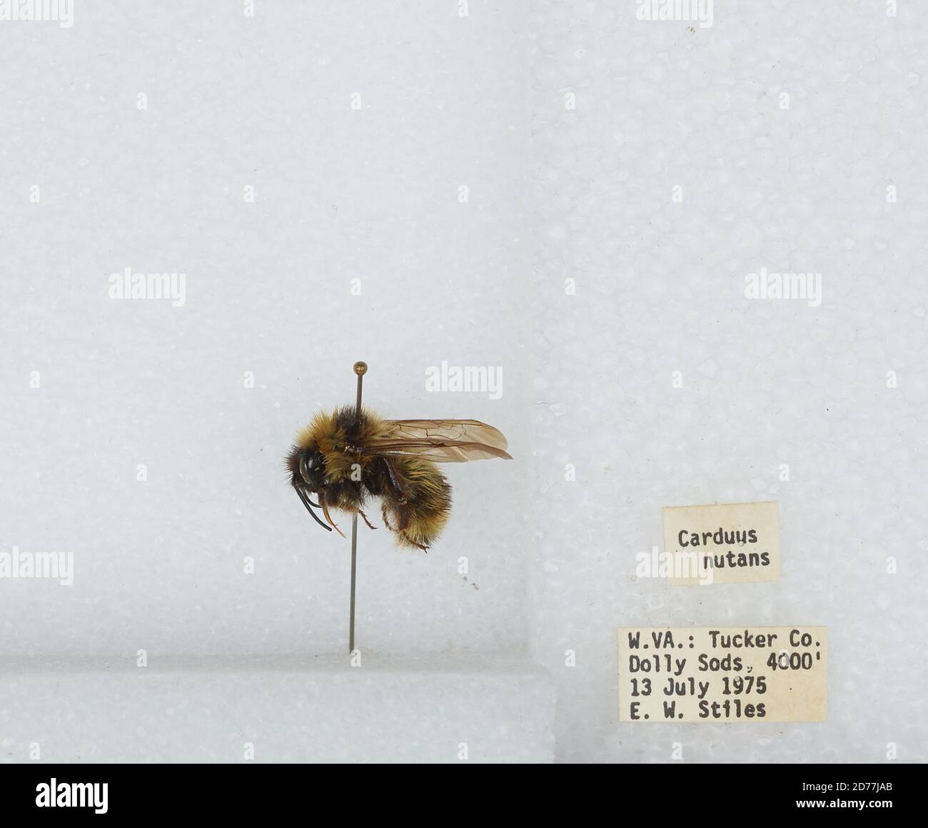 Dolly Sods, Tucker, West Virginia, United States, Bombus (Psithyrus ...