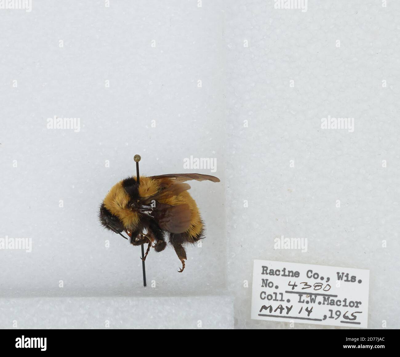 Racine, Wisconsin, United States, Bombus (Fervidobombus) fervidus ...