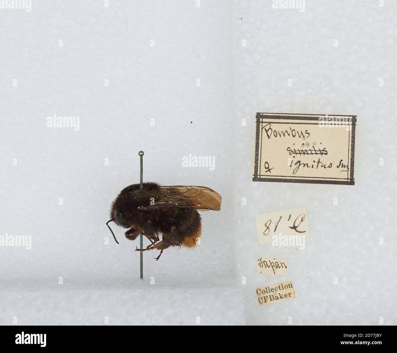 Japan, Bombus (Bombus) ignitus Smith, Animalia, Arthropoda, Insecta ...