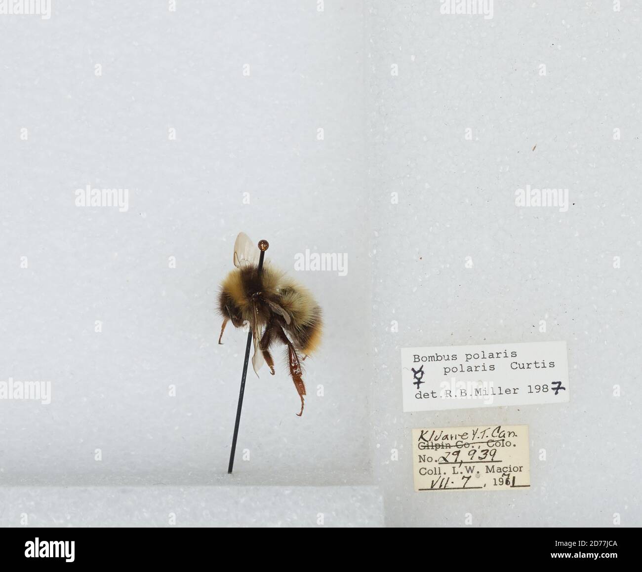 Kluane, Yukon Territory, Canada, Bombus (Alpinobombus) polaris Curtis ...