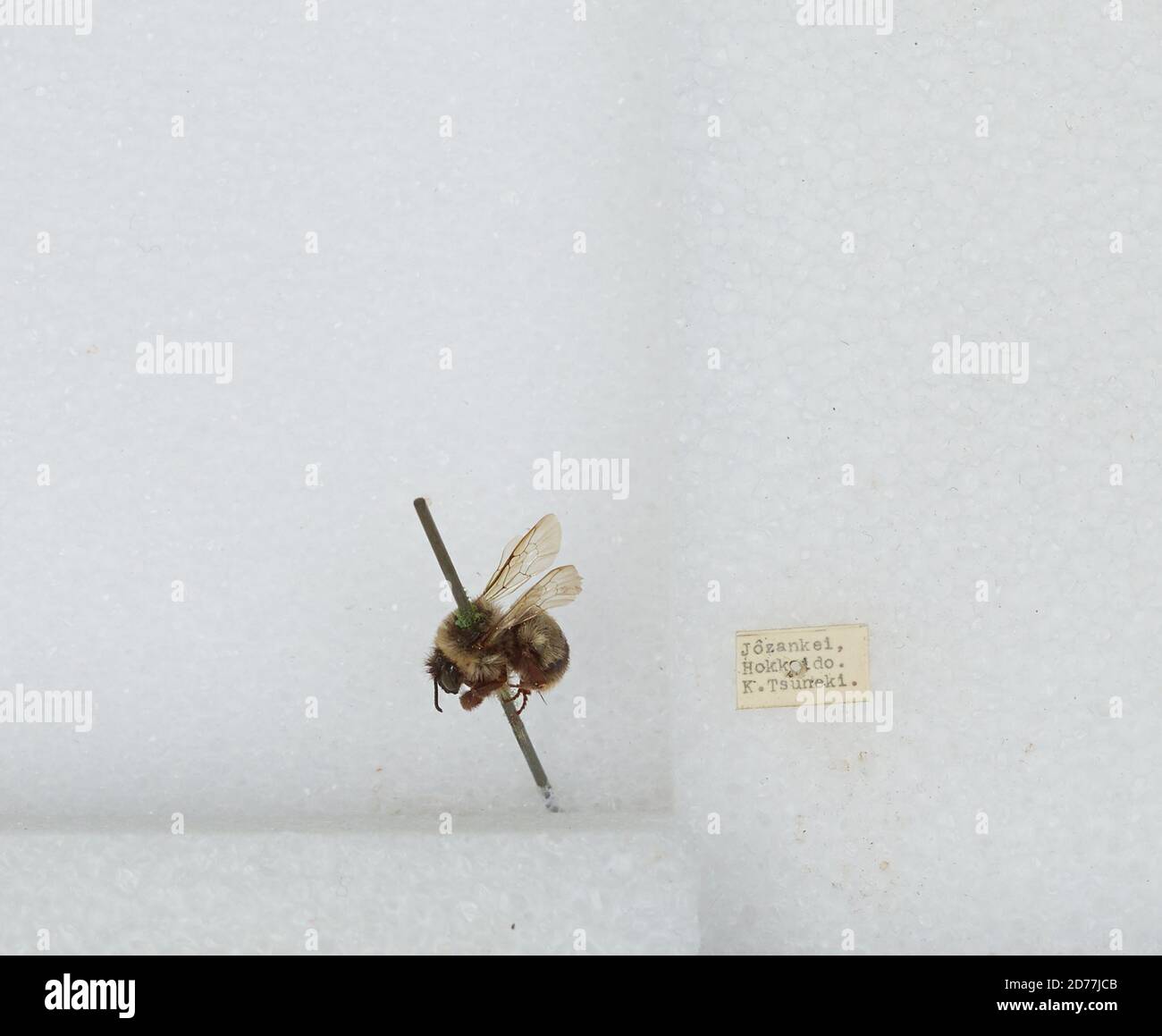 J?zankei, Hokkaid?, Japan, Bombus (Bombus) ignitus Smith, Animalia, Arthropoda, Insecta ...