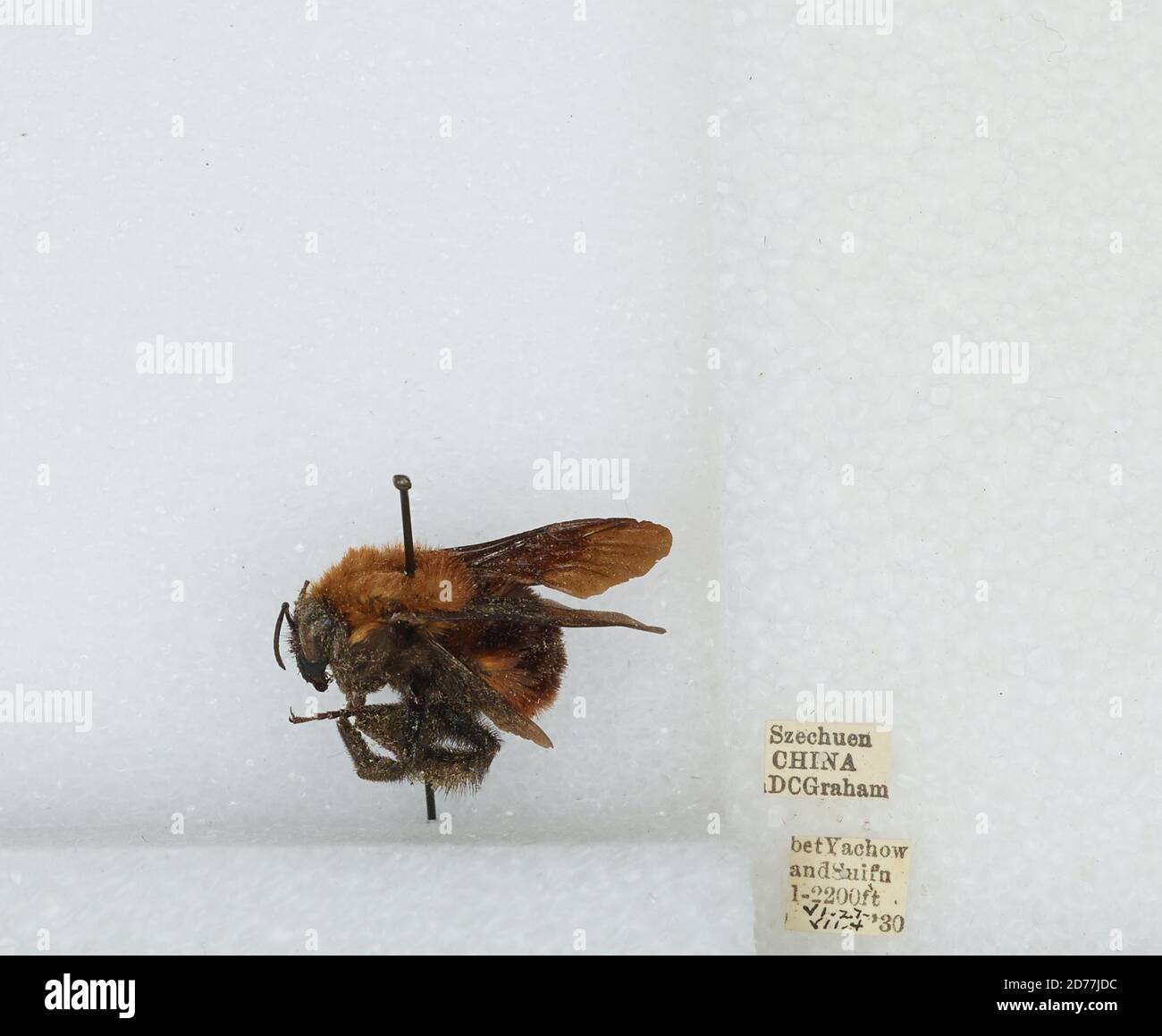 bet Yachow and Suifu, Sichuan, China, Bombus (Tricornibombus) atripes ...