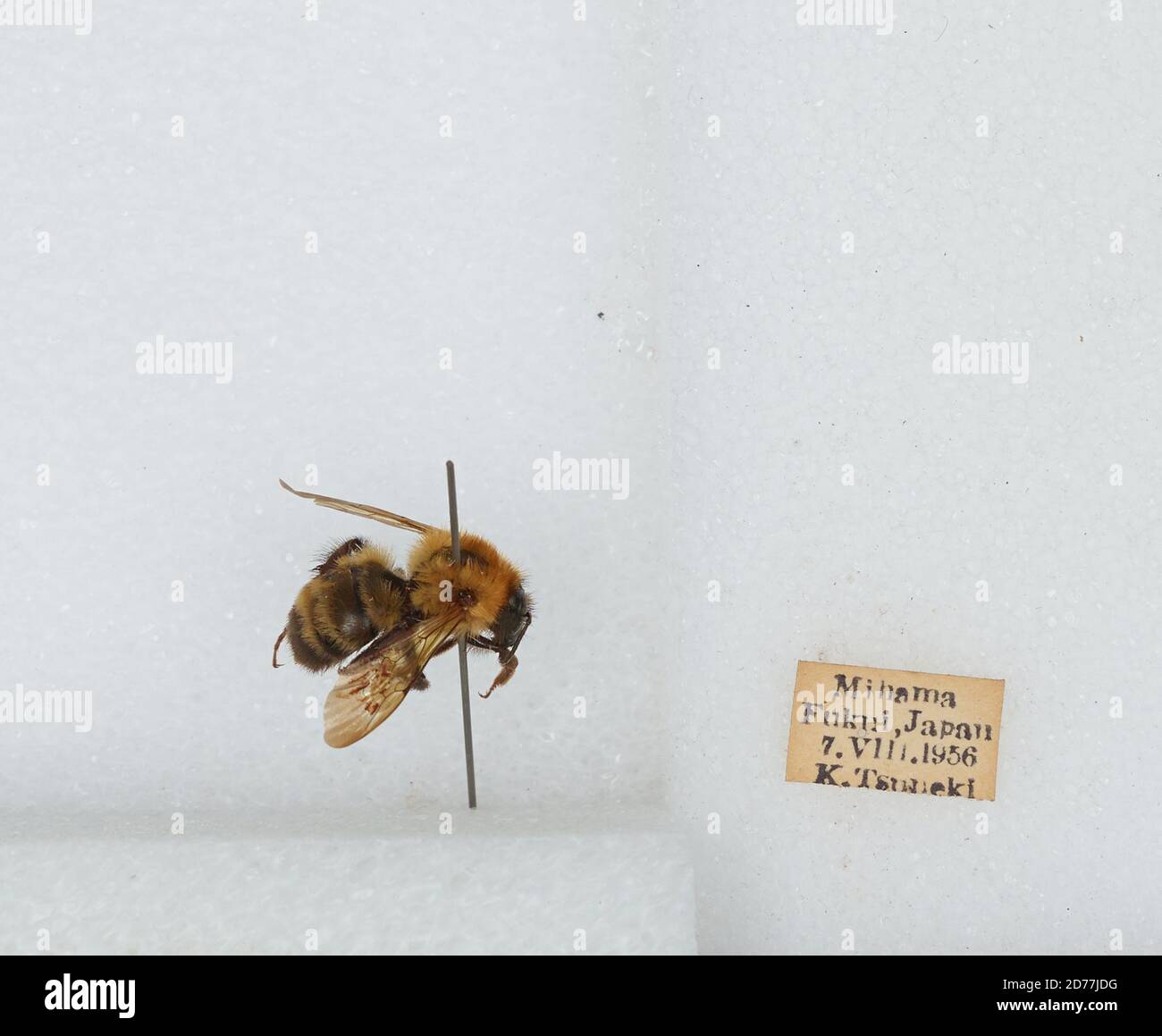 Mihama, Fukui, Japan, Bombus (Diversobombus) diversus Smith, Animalia ...