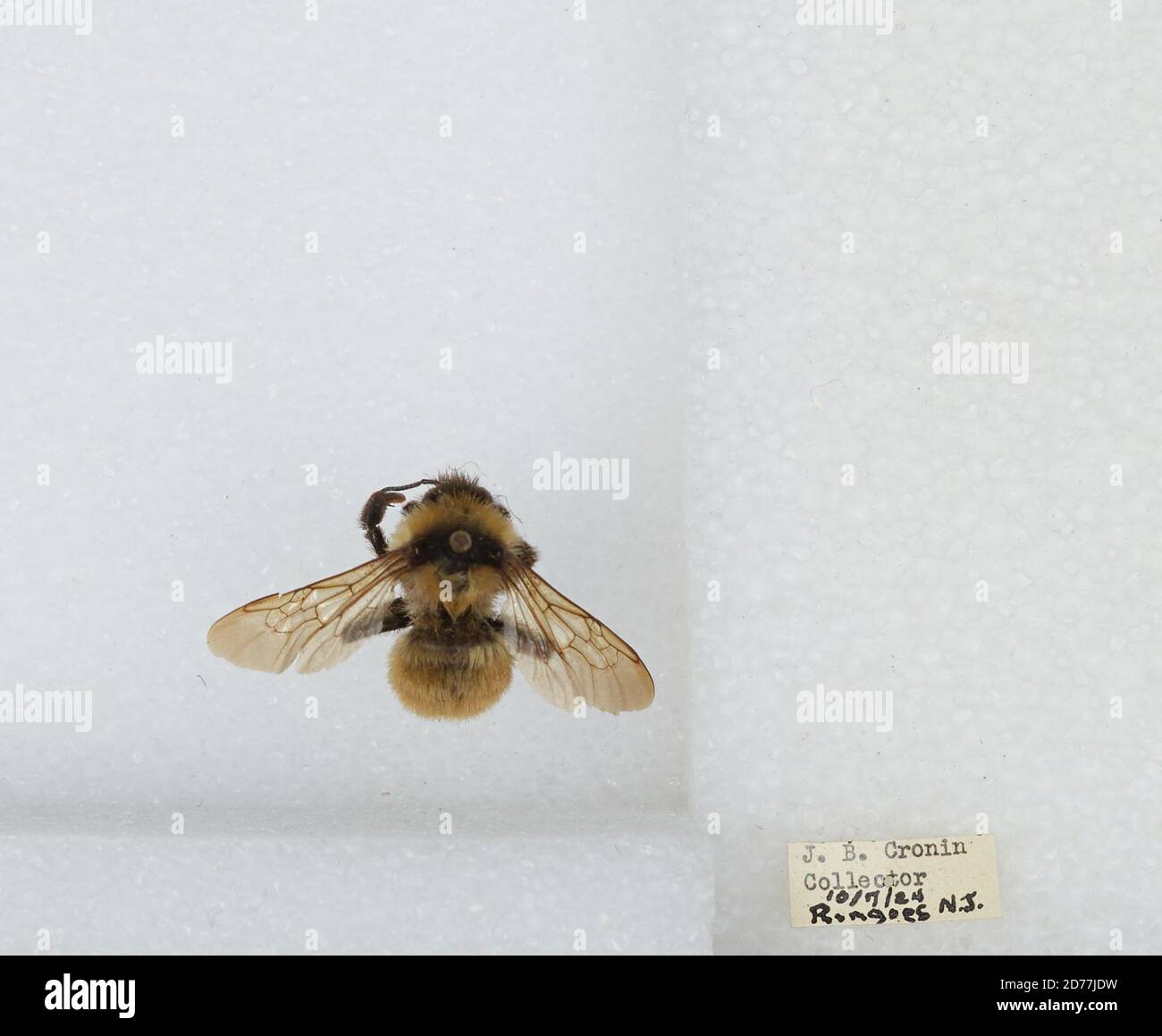 Ringoes, Hunterdon, New Jersey, United States, Bombus (Fervidobombus ...