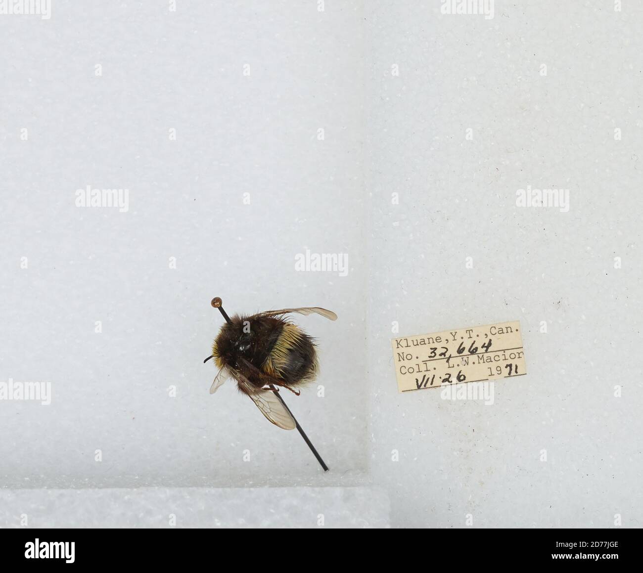 Kluane, Yukon Territory, Canada, Bombus (Bombus) lucorum (Linnaeus ...