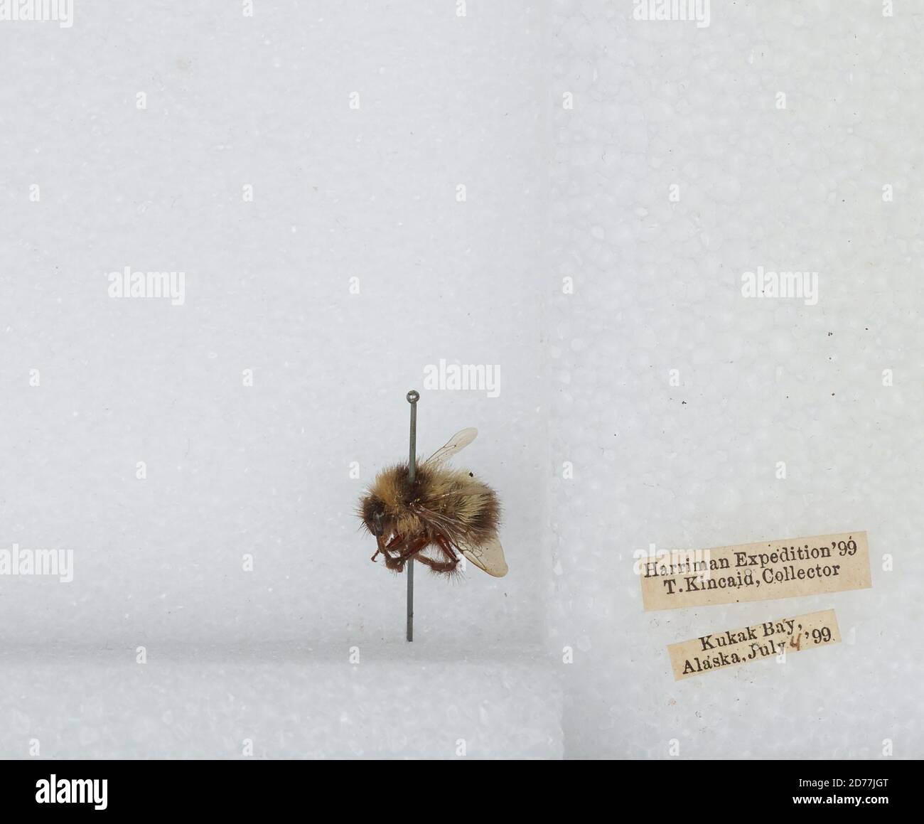 Kukak Bay, Kodiak Island, Alaska, United States, Bombus (Pyrobombus ...