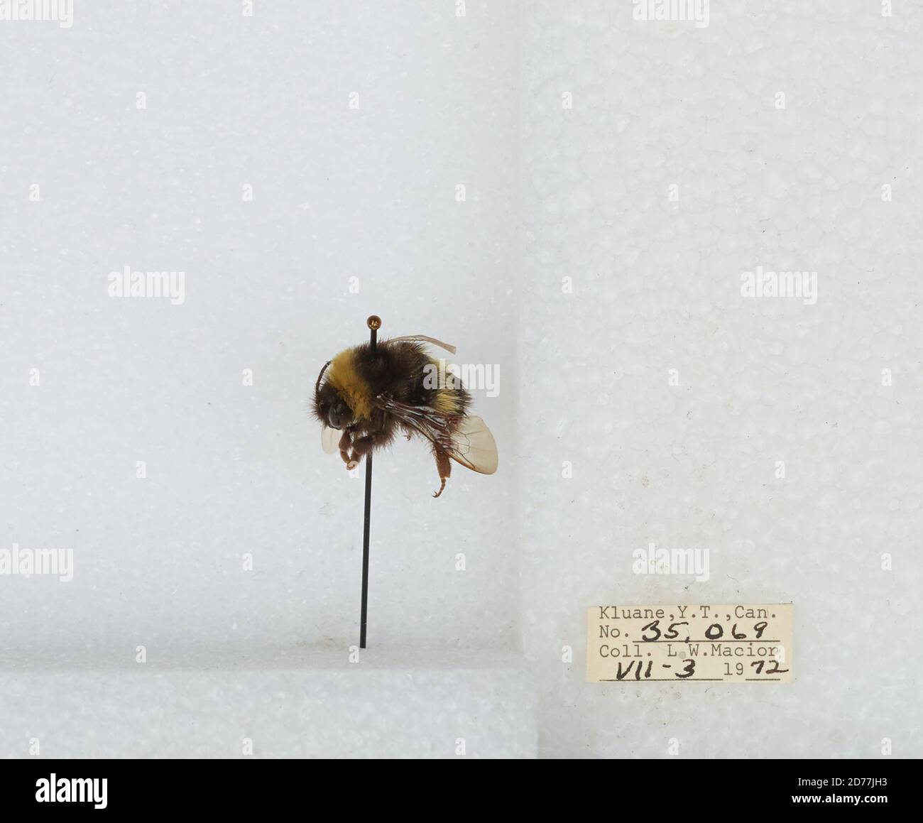 Kluane, Yukon Territory, Canada, Bombus (Bombus) lucorum (Linnaeus ...