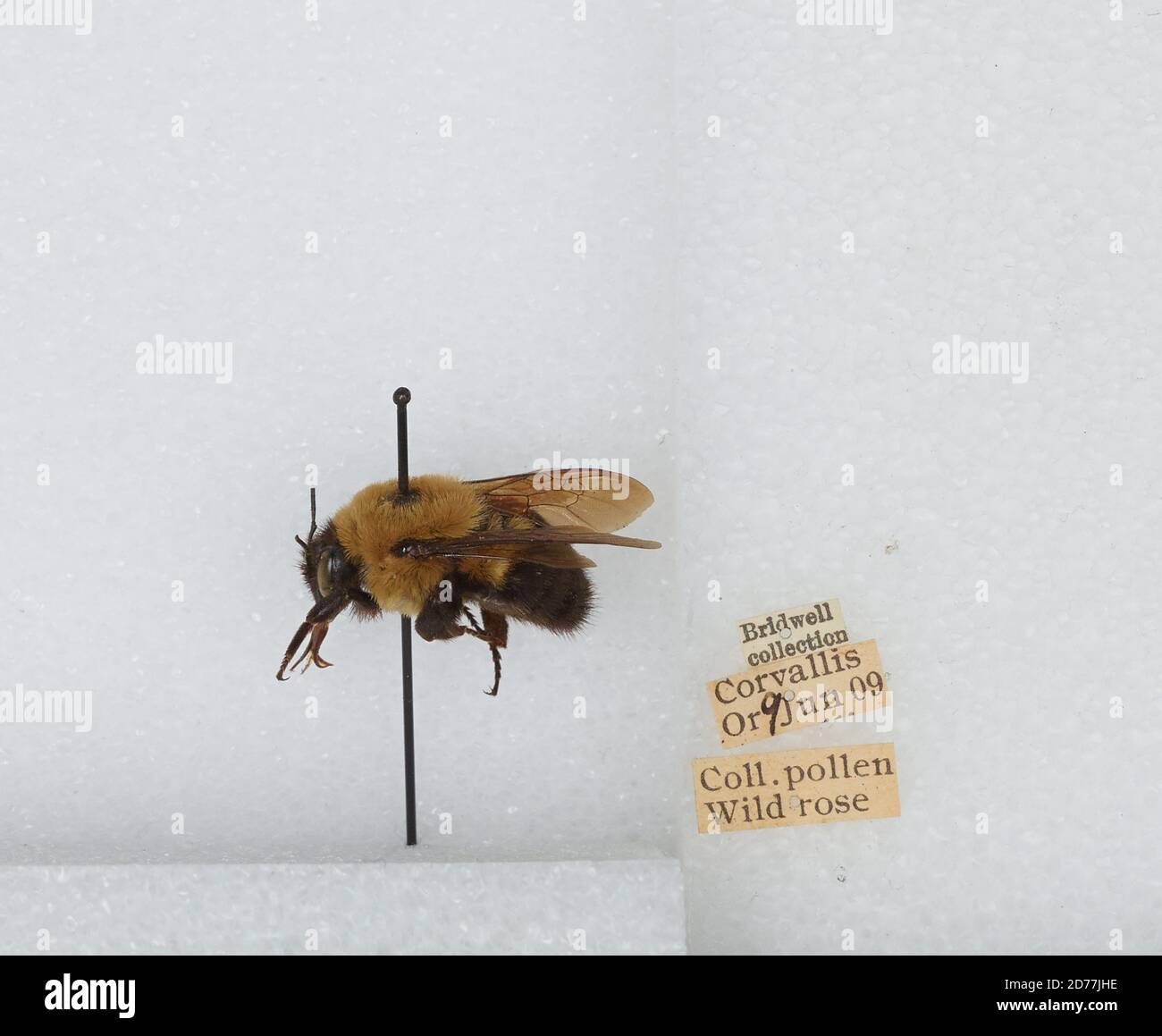 Corvallis, Benton, Oregon, United States, Bombus (Separatobombus ...
