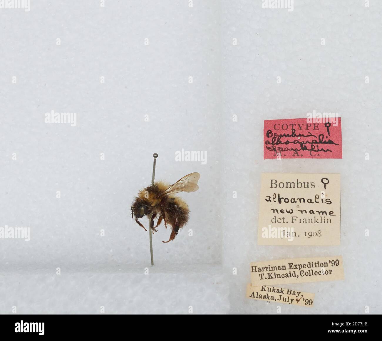 Kukak Bay, Kodiak Island, Alaska, United States, Bombus (Pyrobombus ...