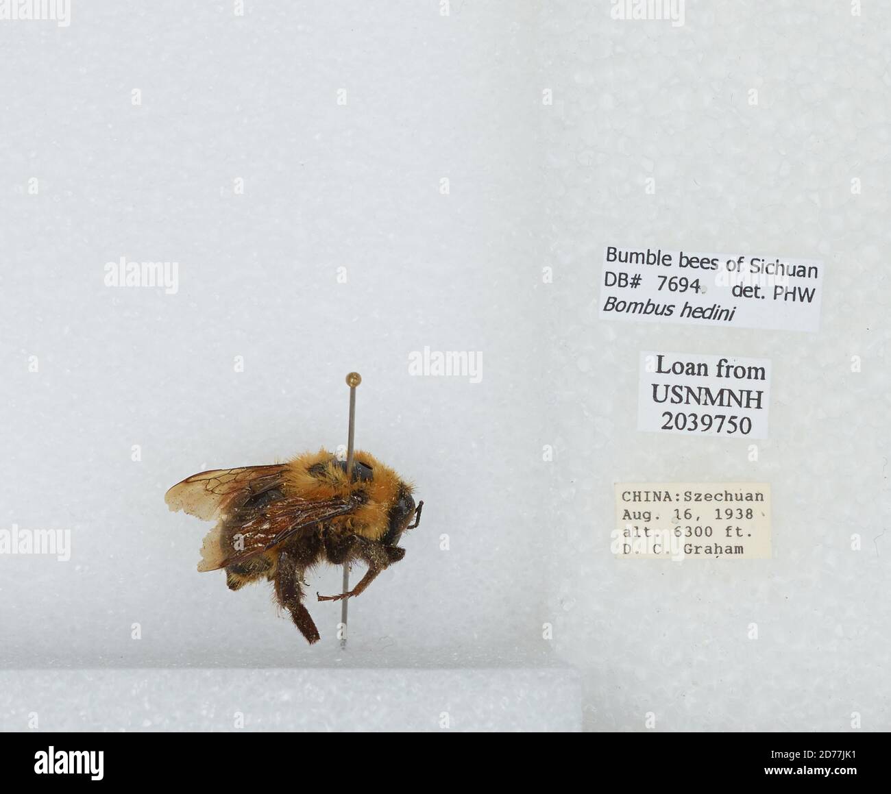 Sichuan, China, Bombus (Thoracobombus) hedini Bischoff, Animalia ...