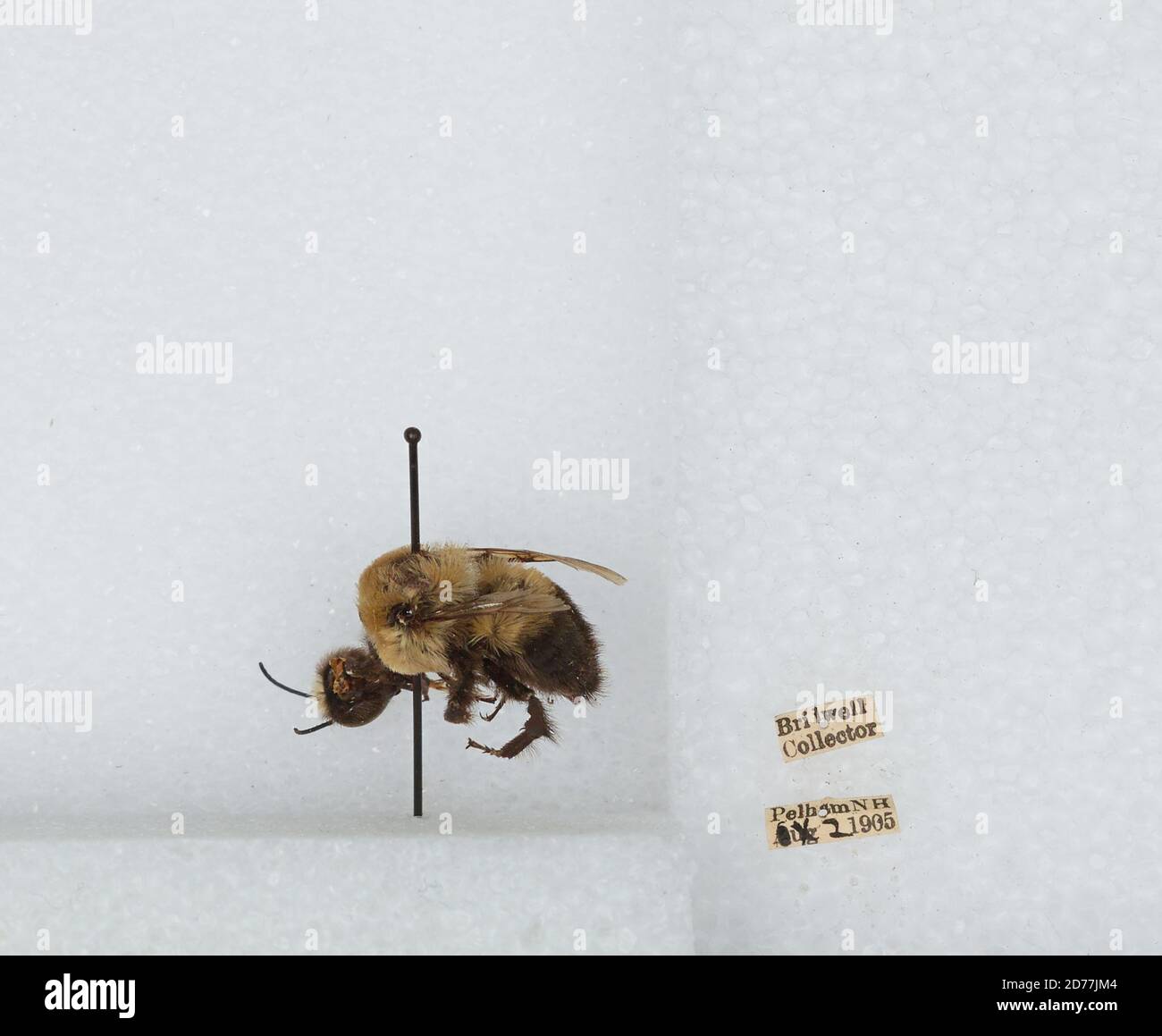 Pelham, Hillsborough, New Hampshire, United States, Bombus ...