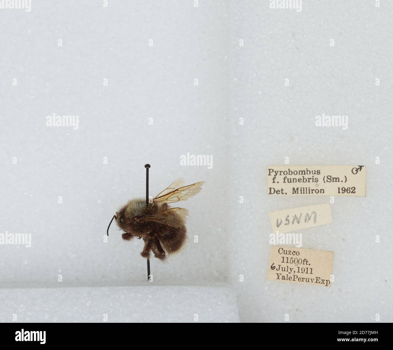 Cusco, Peru, Bombus (Funebribombus) funebris funebris Smith, Animalia ...