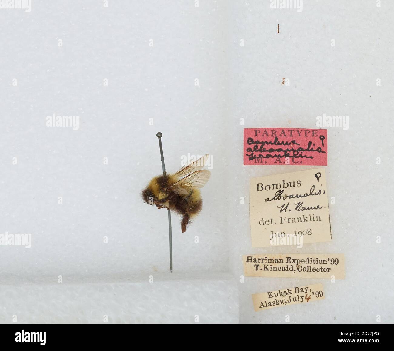 Kukak Bay, Kodiak Island, Alaska, United States, Bombus (Pyrobombus ...