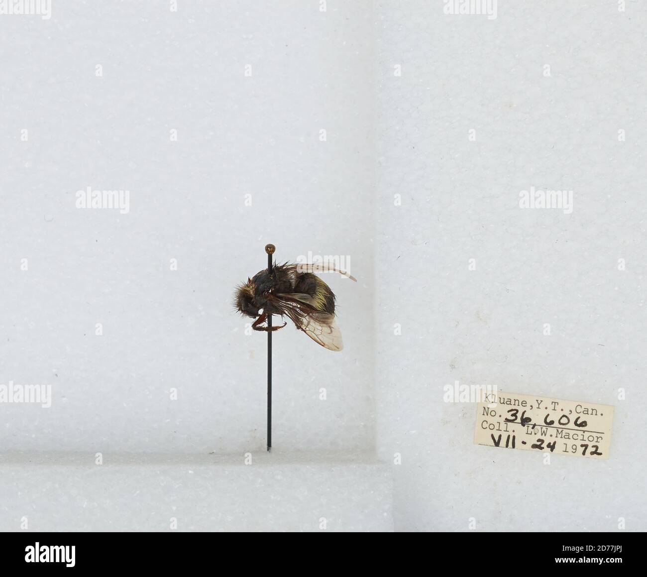 Kluane, Yukon Territory, Canada, Bombus (Bombus) lucorum (Linnaeus ...