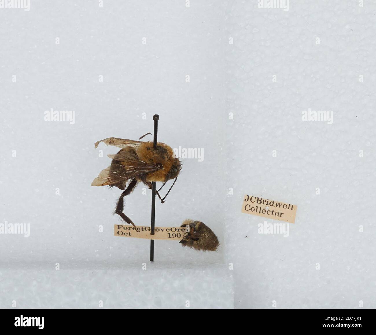 Forest Grove, Washington, Oregon, United States, Bombus (Separatobombus ...