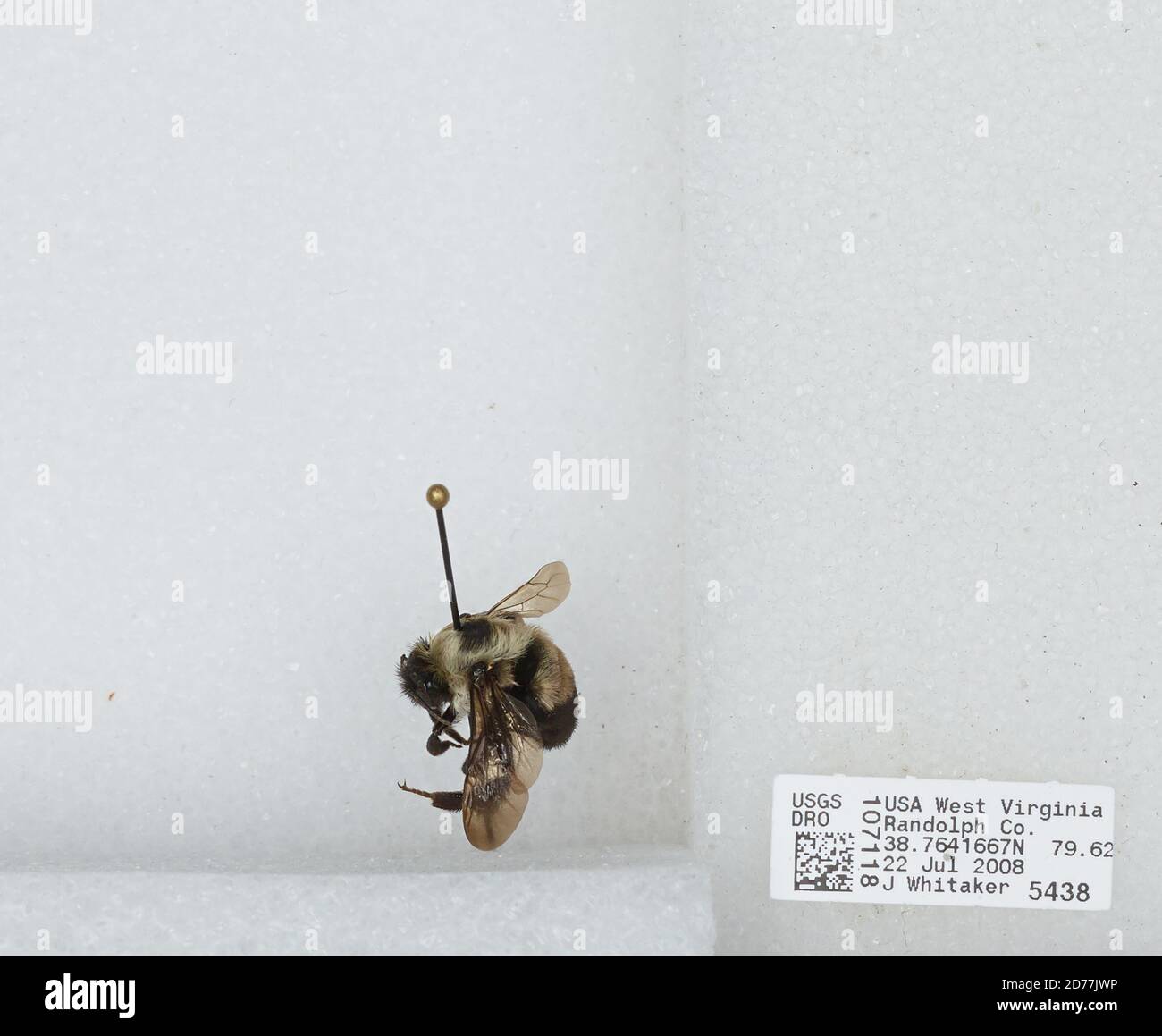 Randolph, West Virginia, United States, Bombus (Separatobombus ...