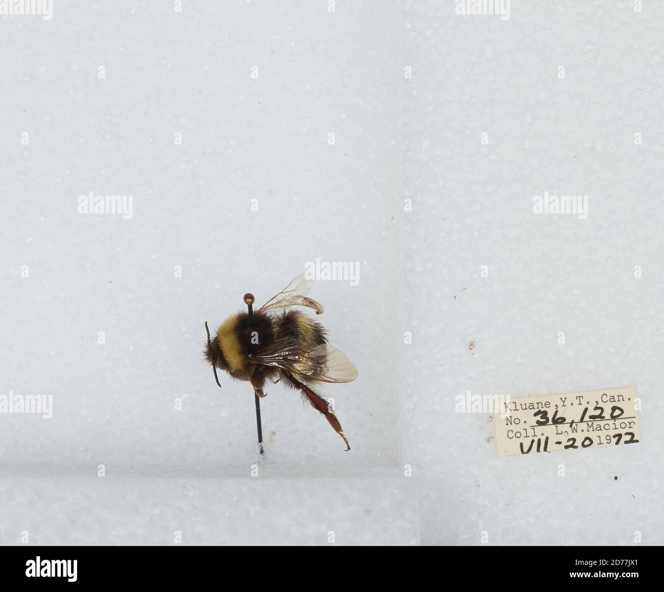 Kluane, Yukon Territory, Canada, Bombus (Bombus) lucorum (Linnaeus ...