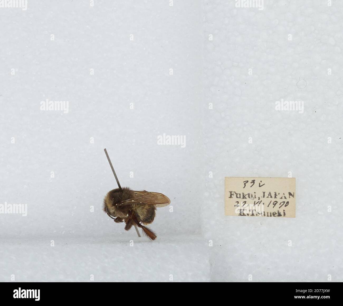 Fukui, Japan, Bombus (Bombus) ignitus Smith, Animalia, Arthropoda, Insecta, Hymenoptera, Apidae ...