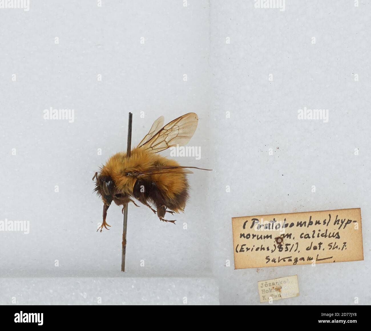 Jozankai, Hokkaido, Japan, Bombus (Pyrobombus) hypnorum callidus ...