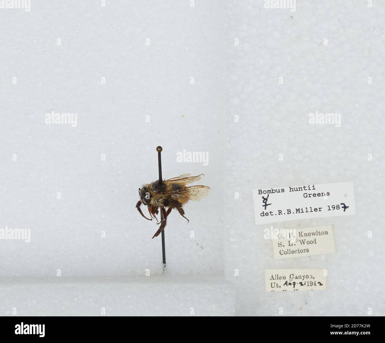 Allen Canyon, San Juan, Utah, United States, Bombus (Pyrobombus) huntii ...
