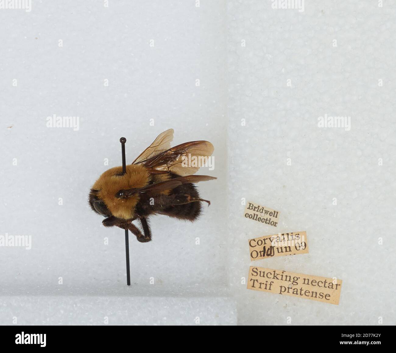 Corvallis, Benton, Oregon, United States, Bombus (Separatobombus ...