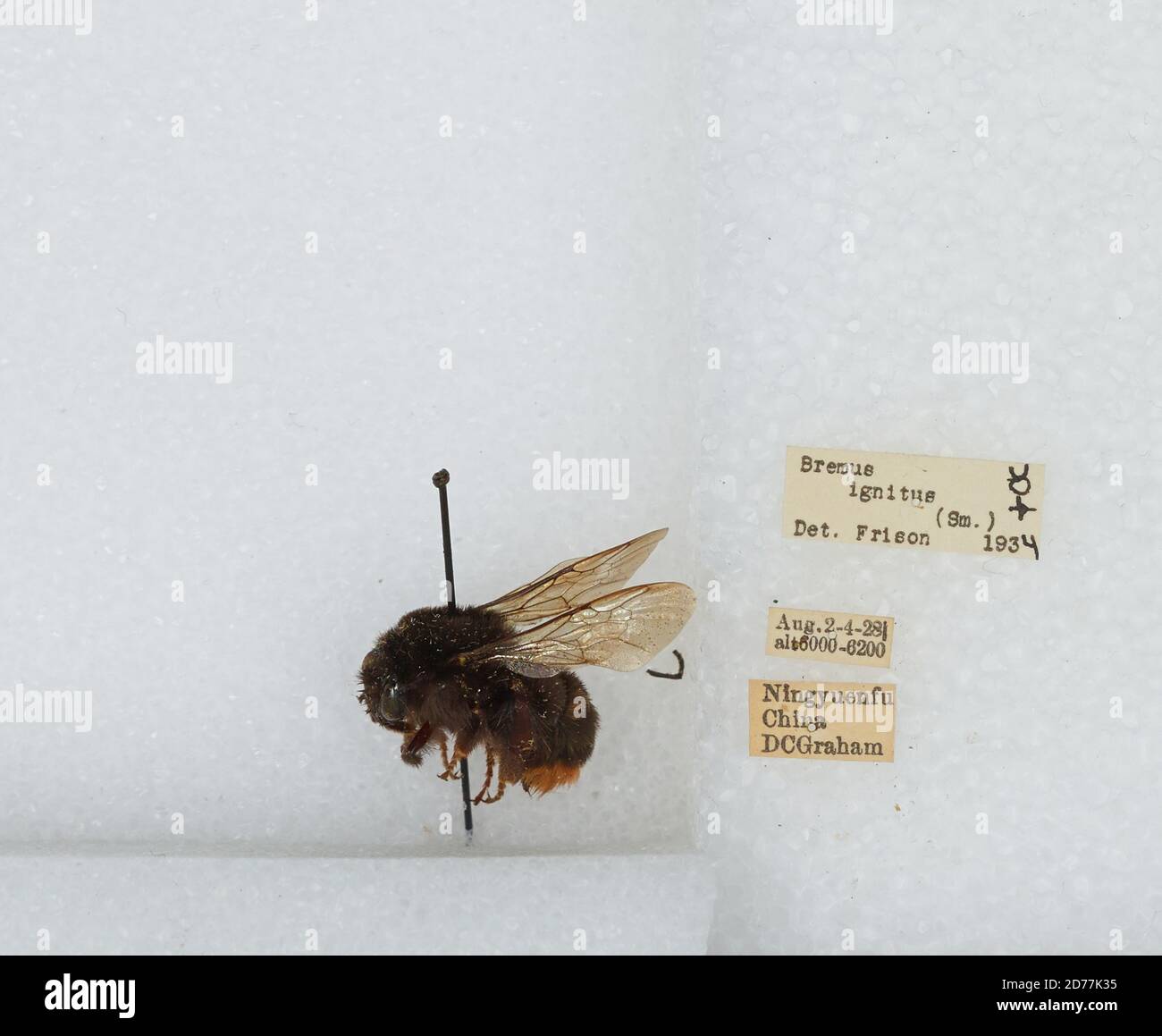Ningyuenfu, Sichuan, China, Bombus (Bombus) ignitus Smith, Animalia ...