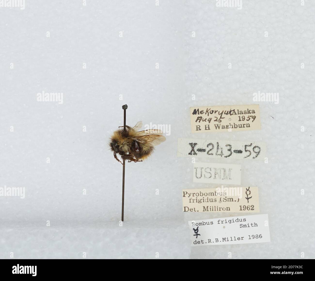 Mekoryuk, Bethel, Alaska, United States, Bombus (Pyrobombus) frigidus ...