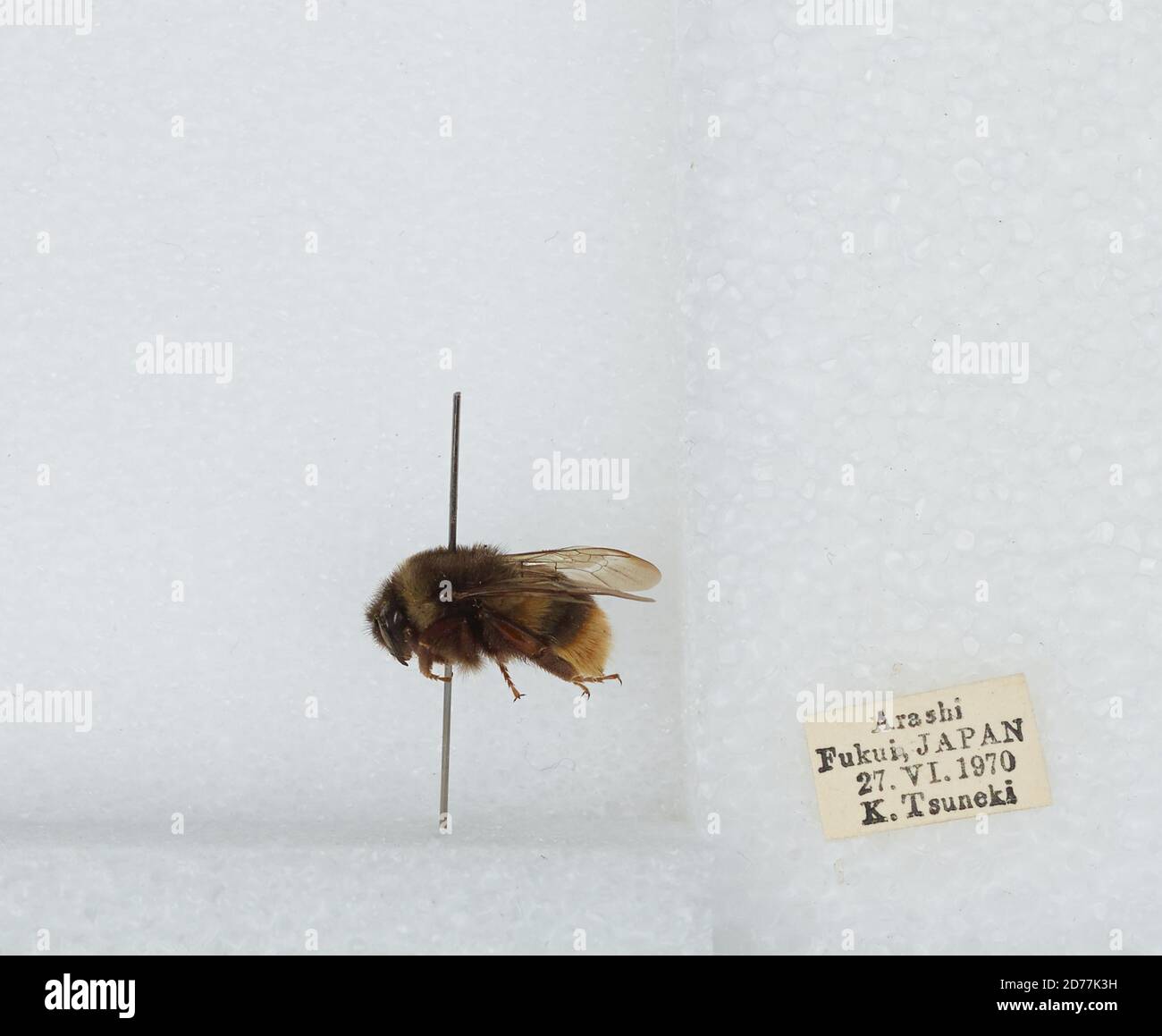 Arashi, Fukui, Japan, Bombus (Bombus) ignitus Smith, Animalia ...