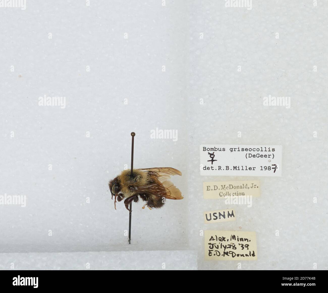 Alexandria, Douglas, Minnesota, United States, Bombus (Separatobombus ...