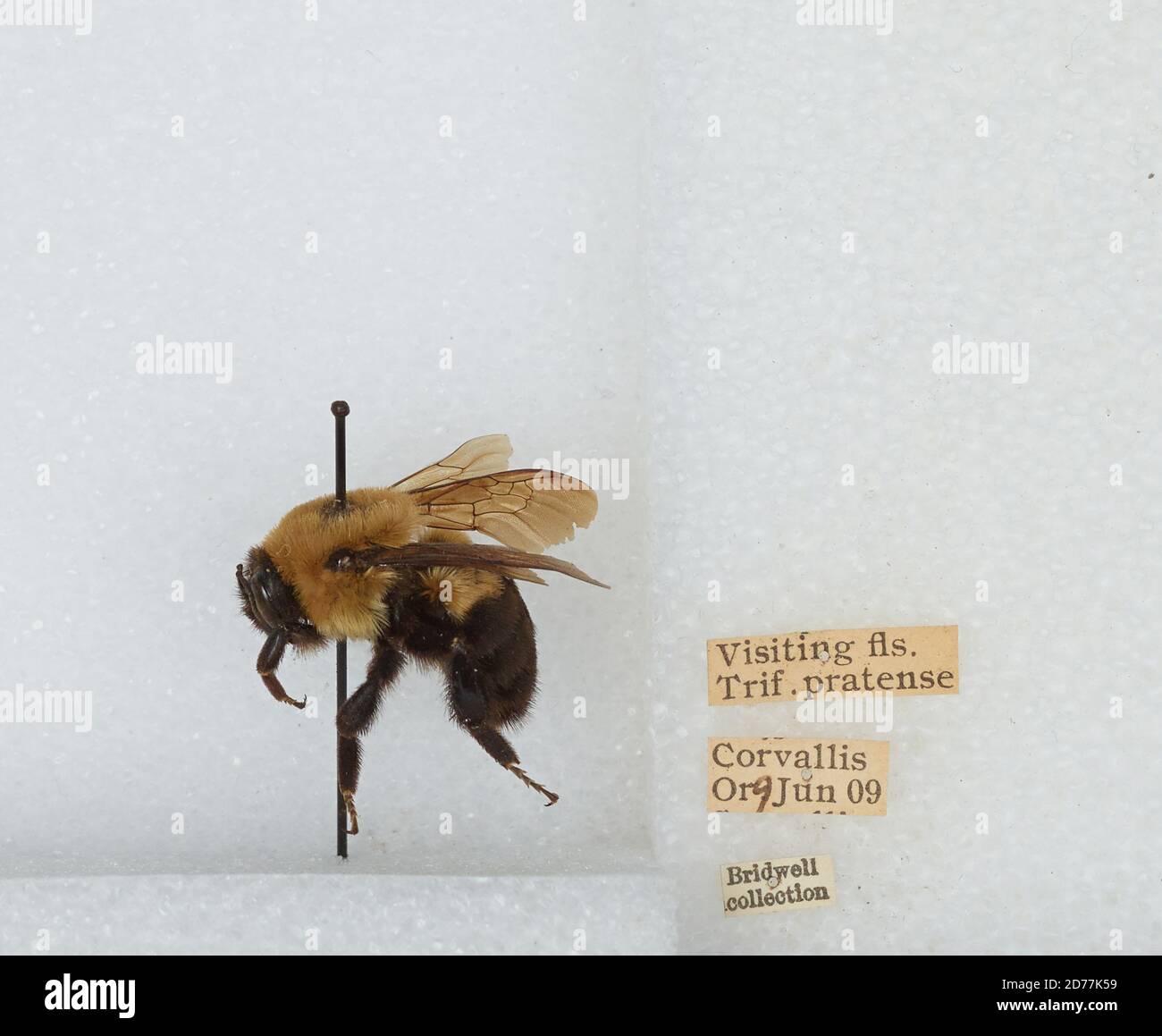 Corvallis, Benton, Oregon, United States, Bombus (Separatobombus ...