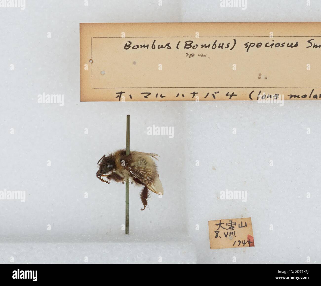 Bombus (Bombus) ignitus Smith, Animalia, Arthropoda, Insecta, Hymenoptera, Apidae, Apinae Stock ...