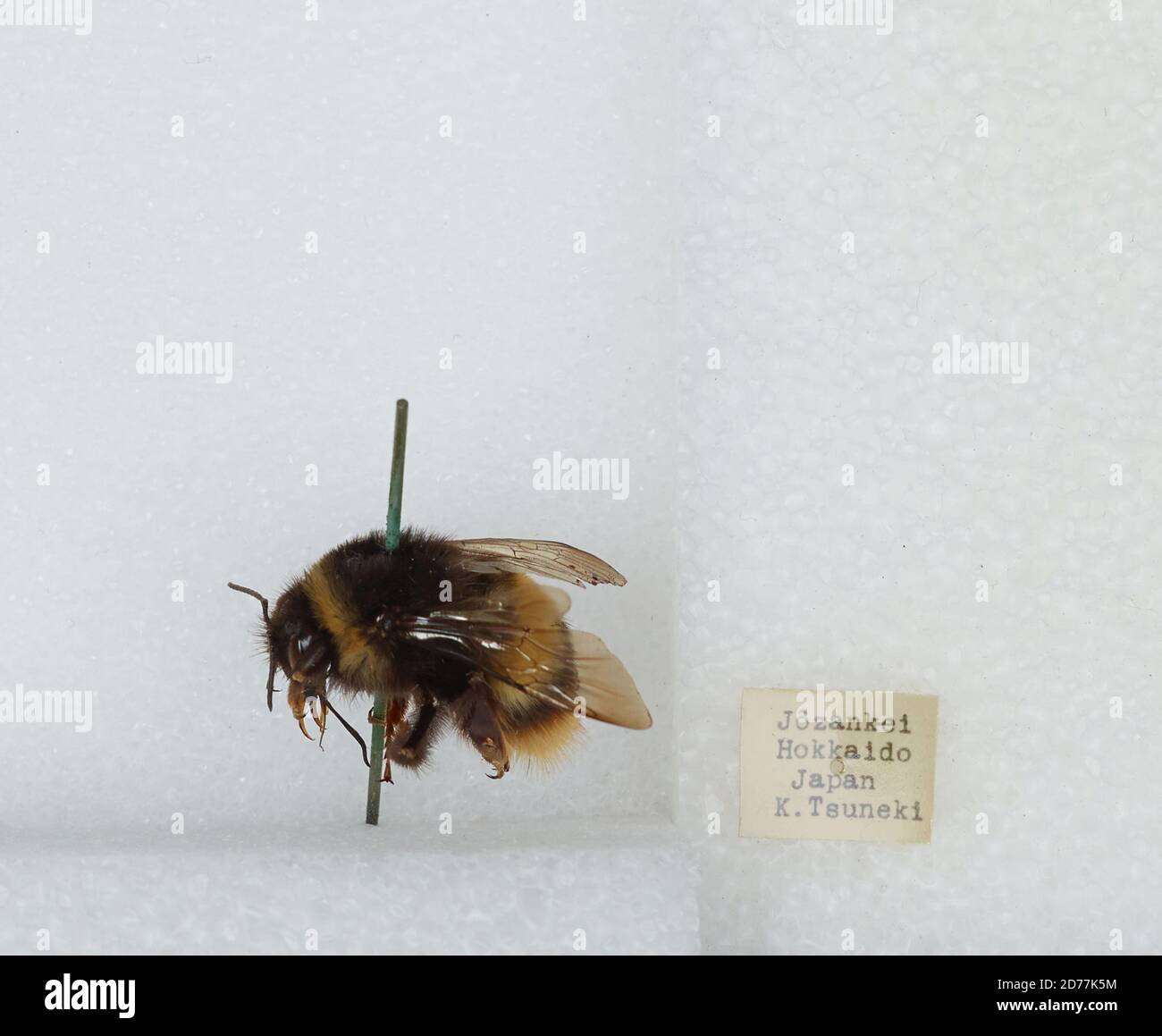 Jozankei, Hokkaido, Japan, Bombus (Bombus) ignitus Smith, Animalia ...