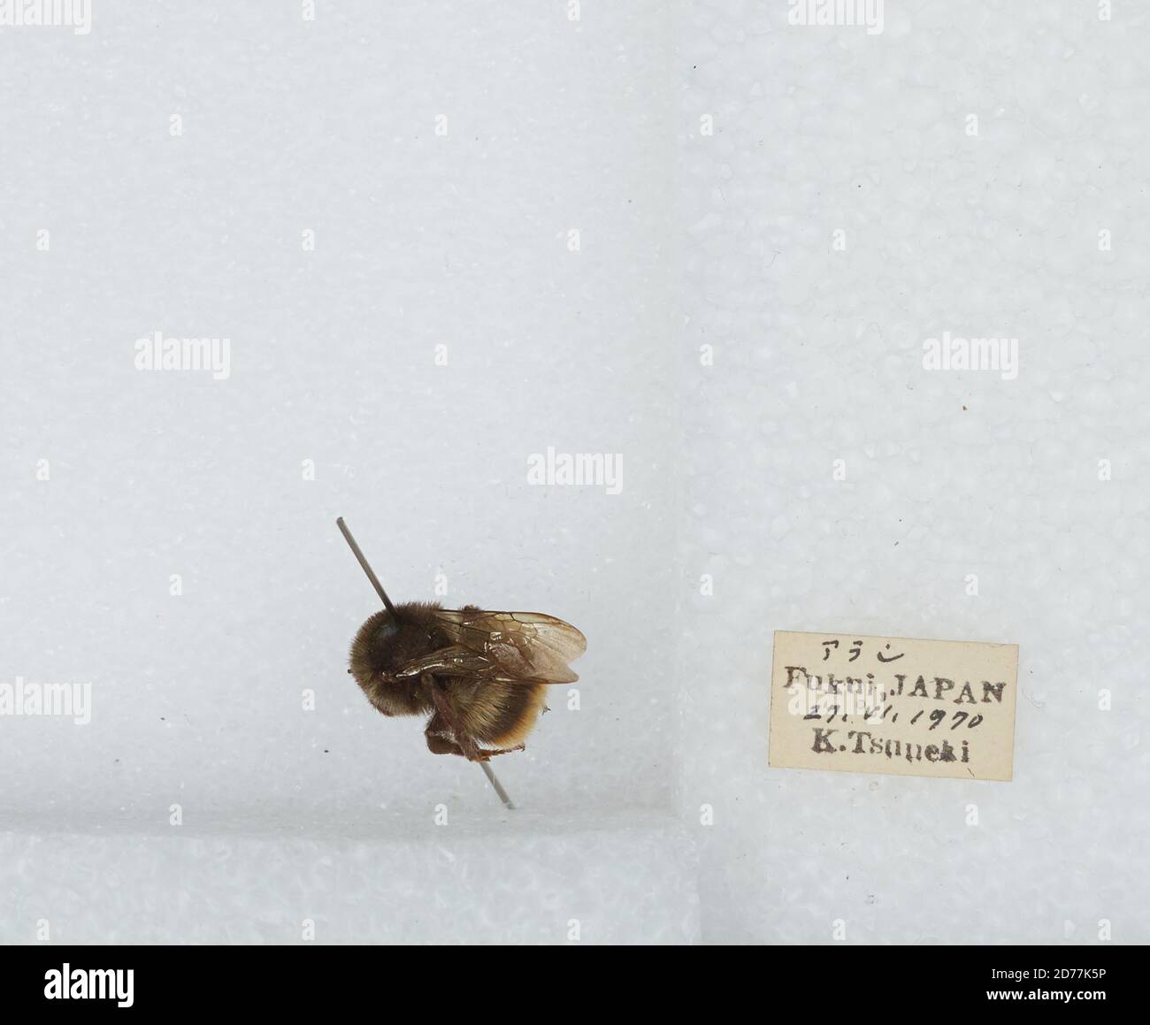 Fukui, Japan, Bombus (Bombus) ignitus Smith, Animalia, Arthropoda, Insecta, Hymenoptera, Apidae ...