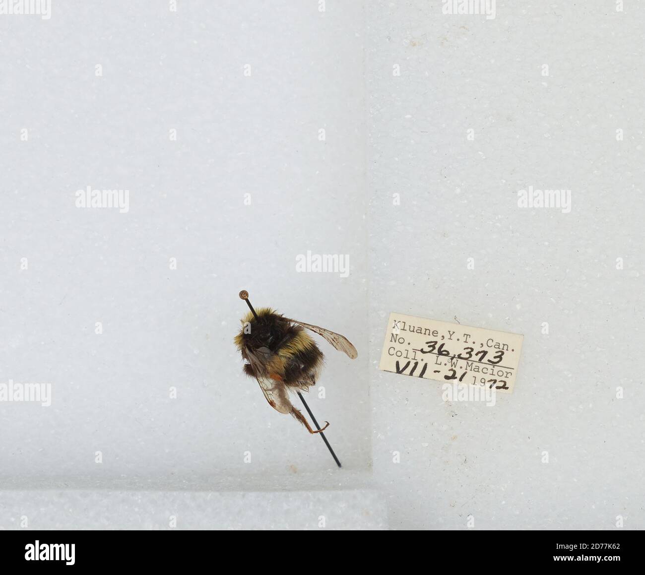 Kluane, Yukon Territory, Canada, Bombus (Bombus) lucorum (Linnaeus ...