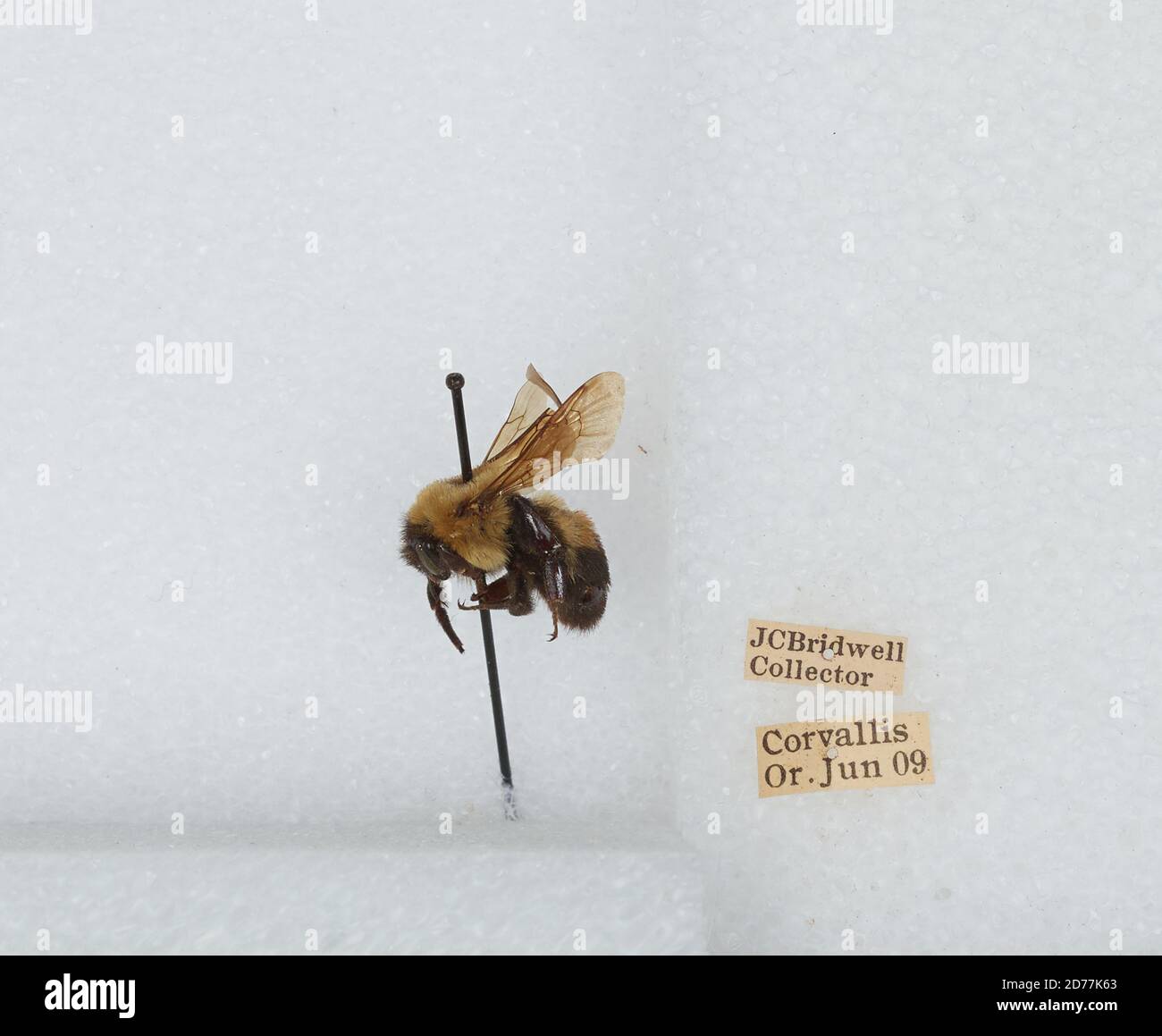 Corvallis, Benton, Oregon, United States, Bombus (Separatobombus ...
