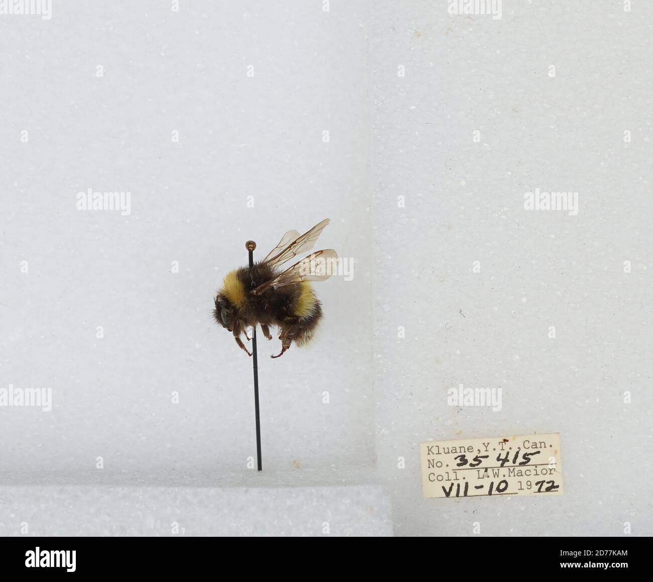 Kluane, Yukon Territory, Canada, Bombus (Bombus) lucorum (Linnaeus ...