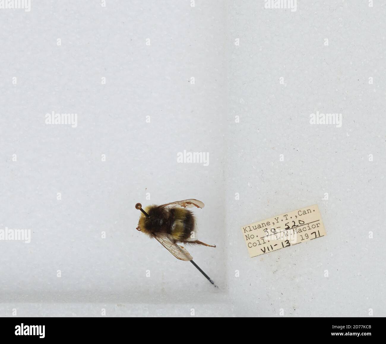 Kluane, Yukon Territory, Canada, Bombus (Bombus) lucorum (Linnaeus ...