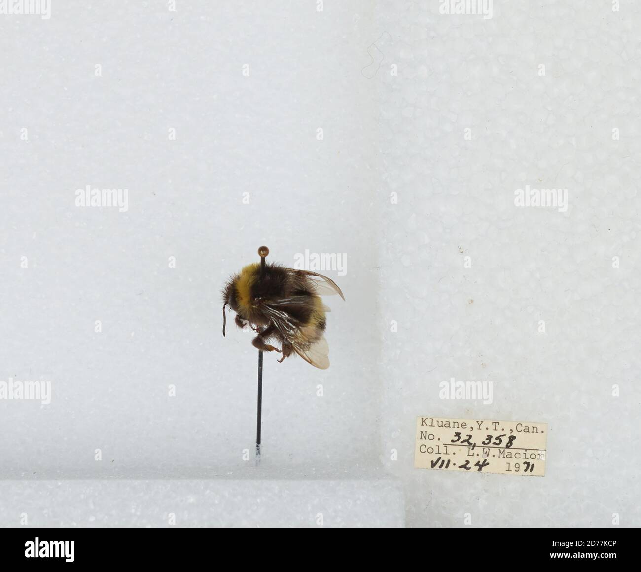 Kluane, Yukon Territory, Canada, Bombus (Bombus) lucorum (Linnaeus ...