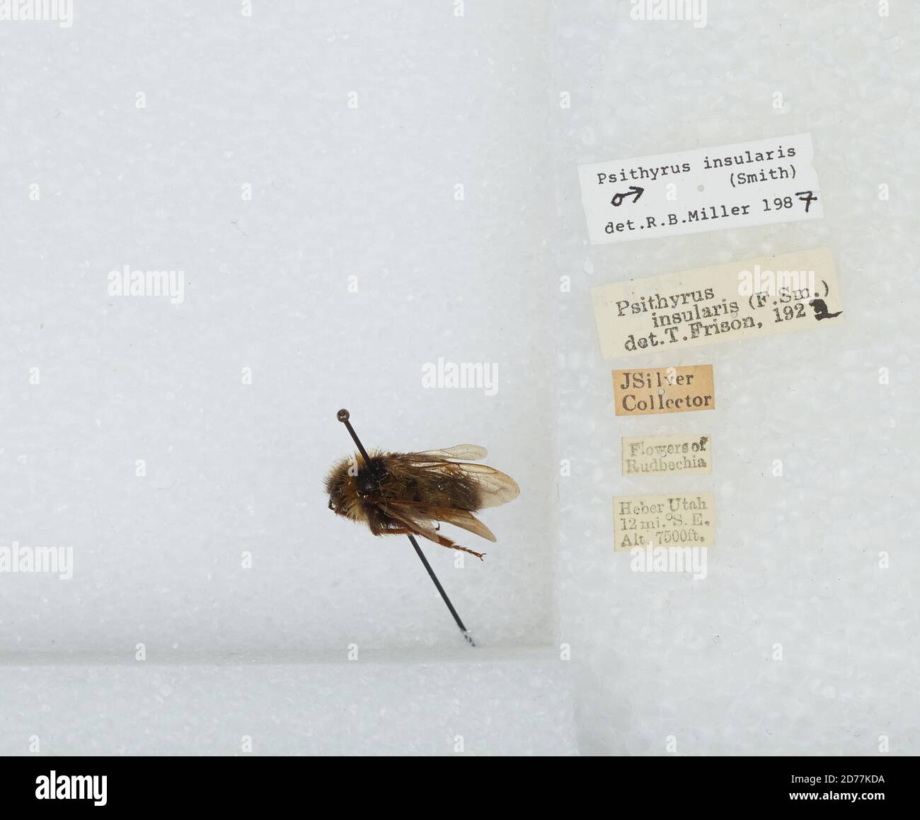 Heber, 12 miles southeast, Wasatch, Utah, United States, Bombus ...