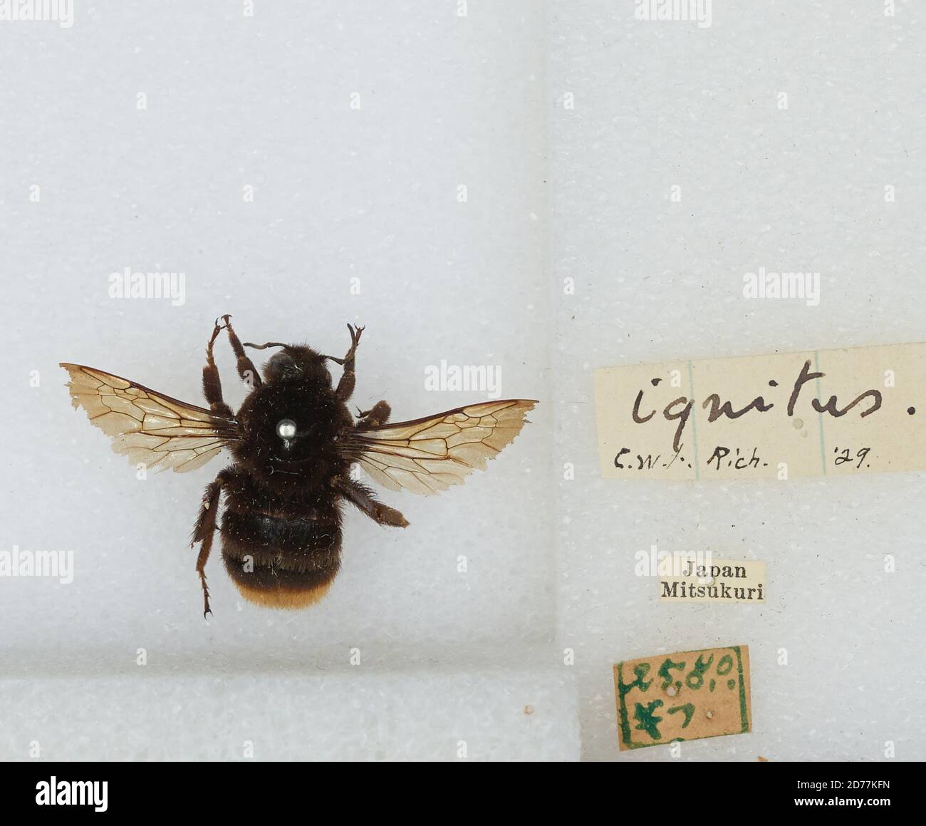 Mitsukuri, Nagano, Japan, Bombus (Bombus) ignitus Smith, Animalia, Arthropoda, Insecta ...