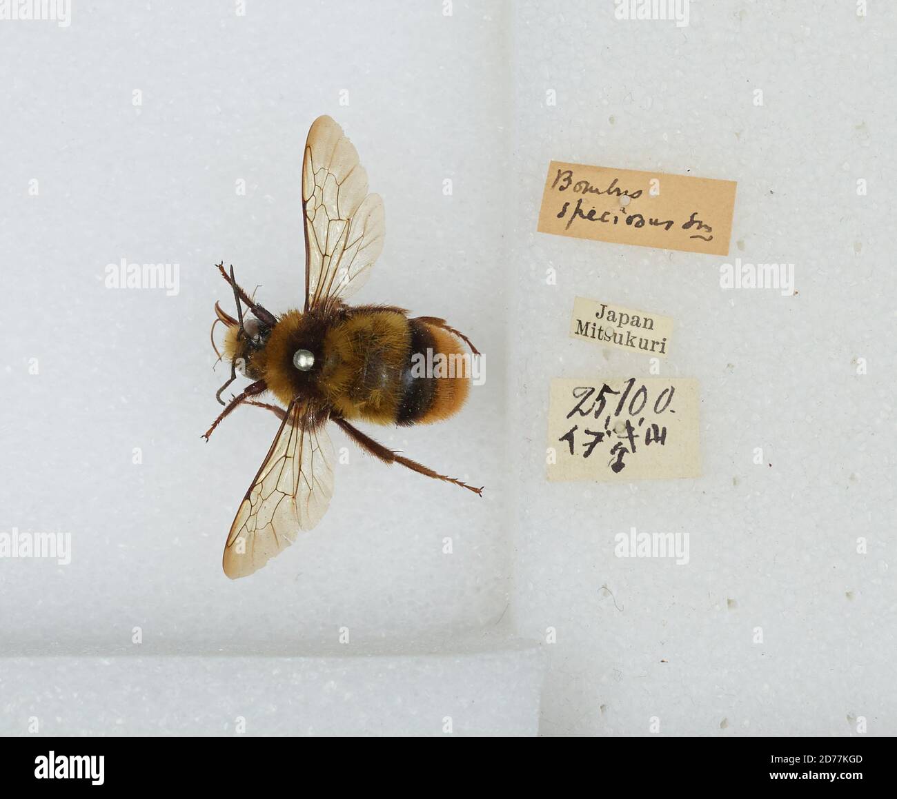 Mitsukuri, Nagano, Japan, Bombus (Bombus) ignitus Smith, Animalia ...