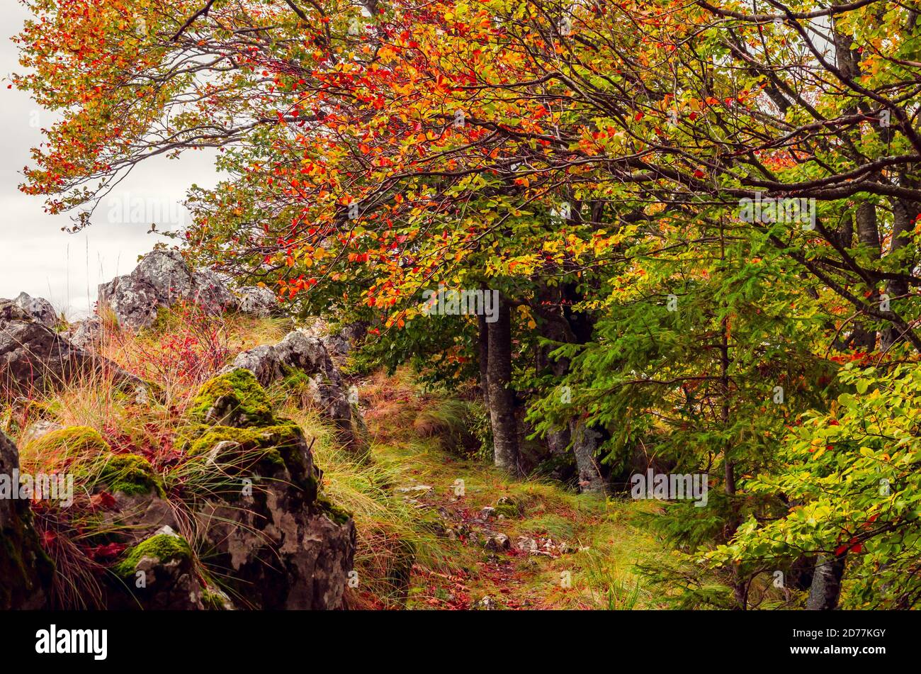 Fall landscape in the mountains. Mountain autumn scene with colorful ...