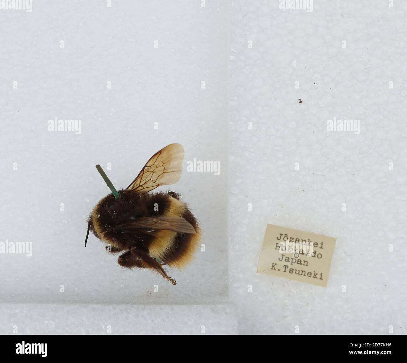 Jozankei, Hokkaido, Japan, Bombus (Bombus) ignitus Smith, Animalia, Arthropoda, Insecta ...